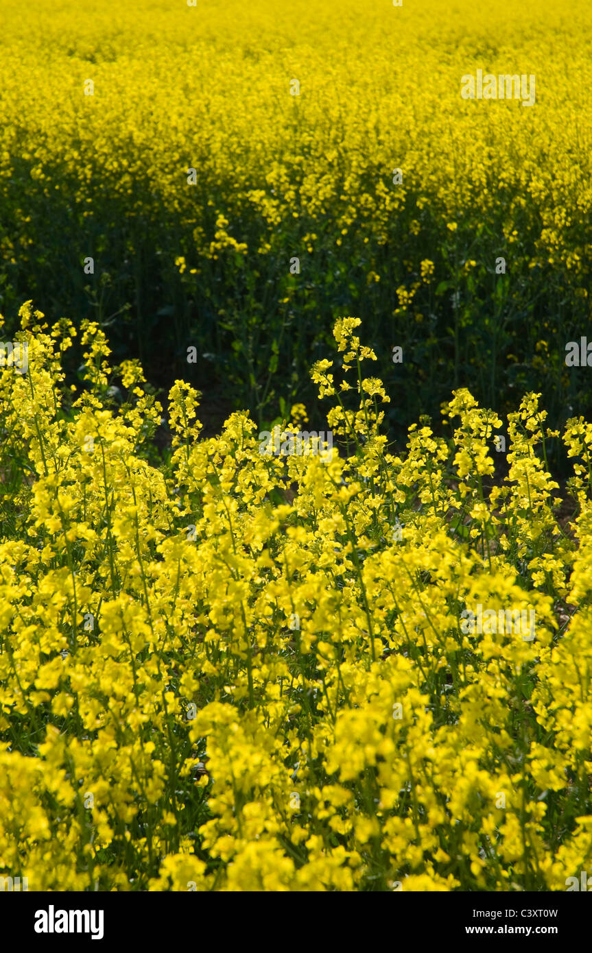 Yellow rape seed field in Oxfordshire, Brassica Napus. Background image ...
