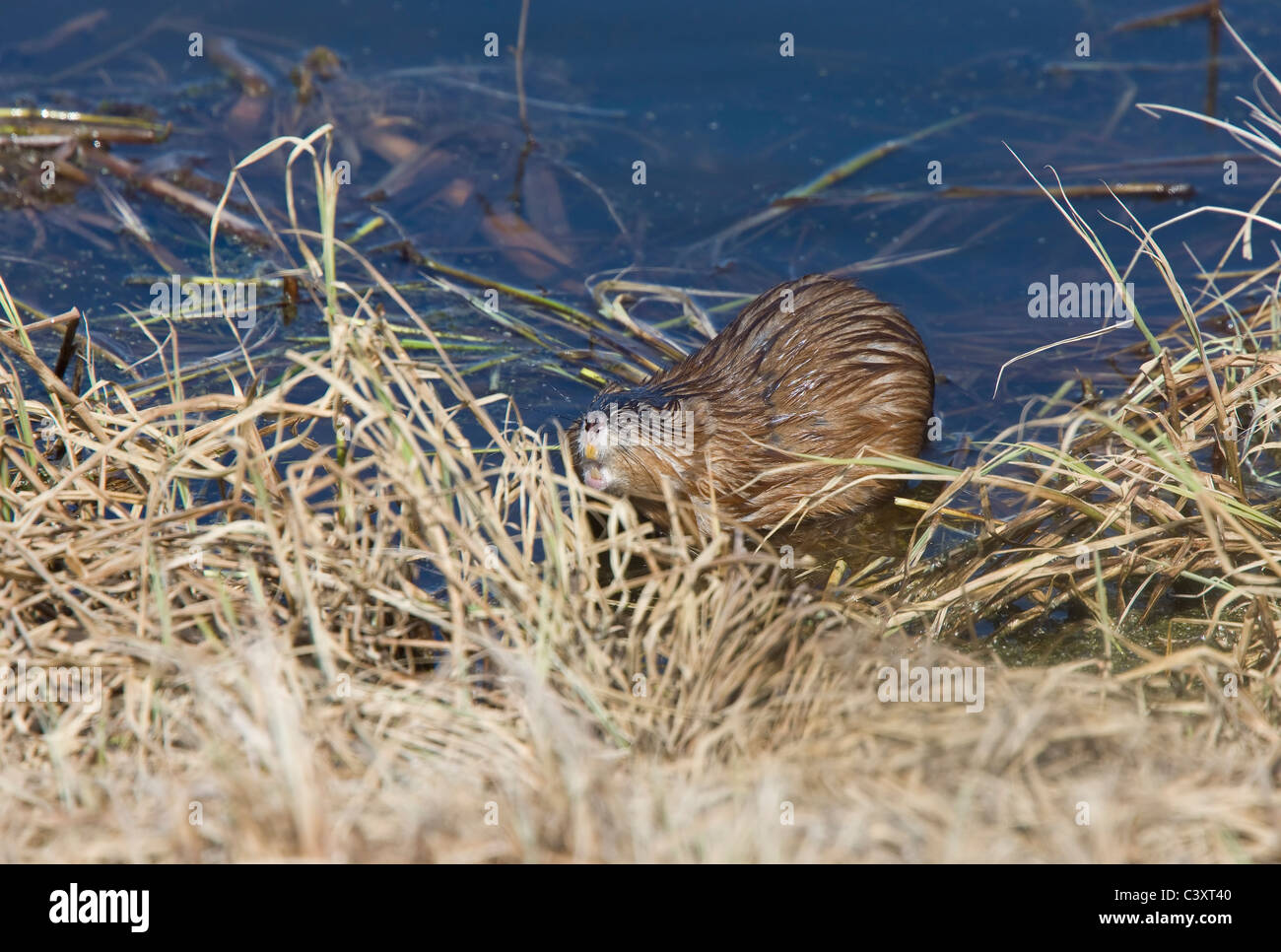 Wet mouse hi-res stock photography and images - Alamy