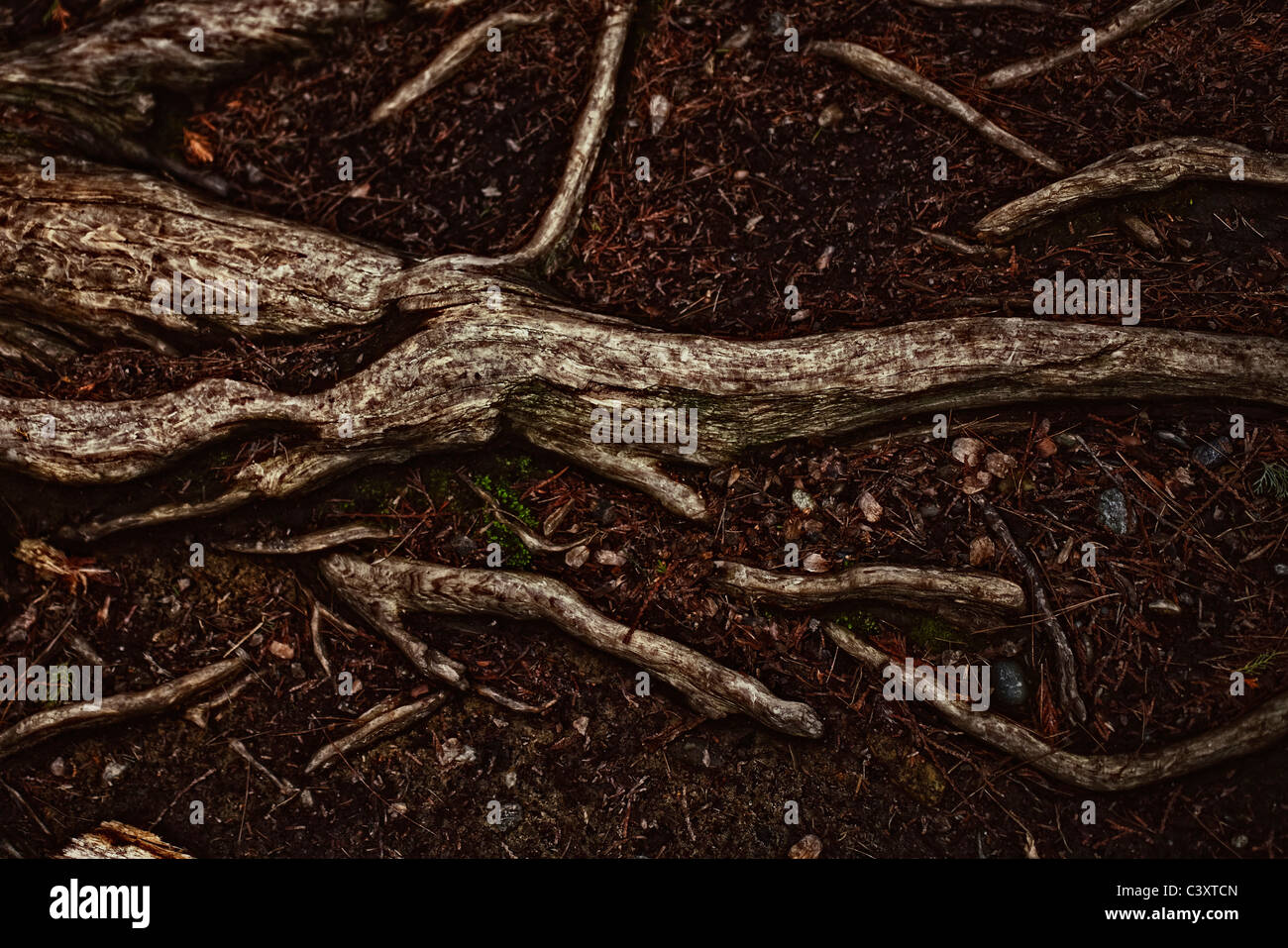 tree roots on the soil closeup Stock Photo - Alamy
