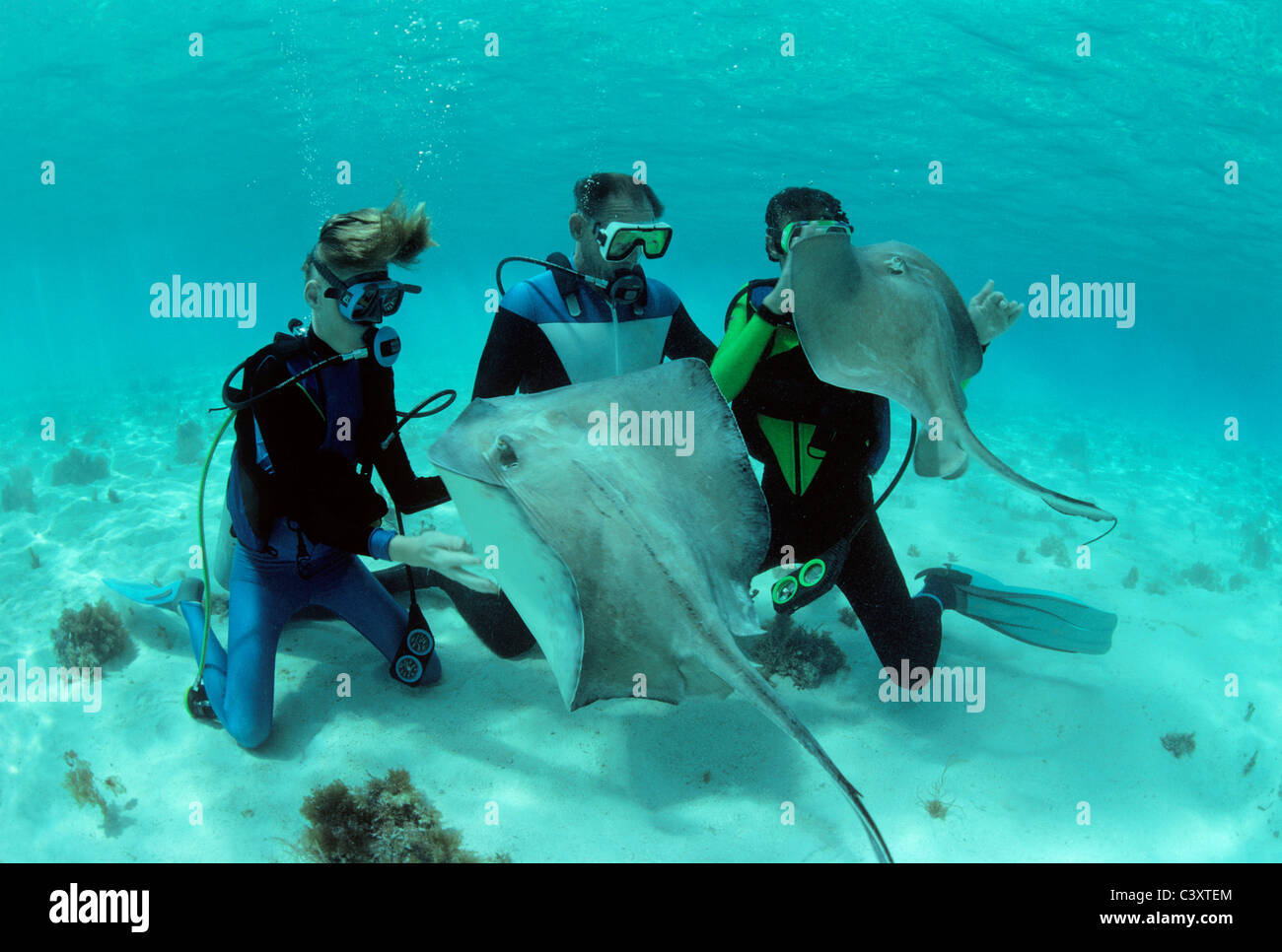 Swim with stingrays bahamas hi-res stock photography and images - Alamy