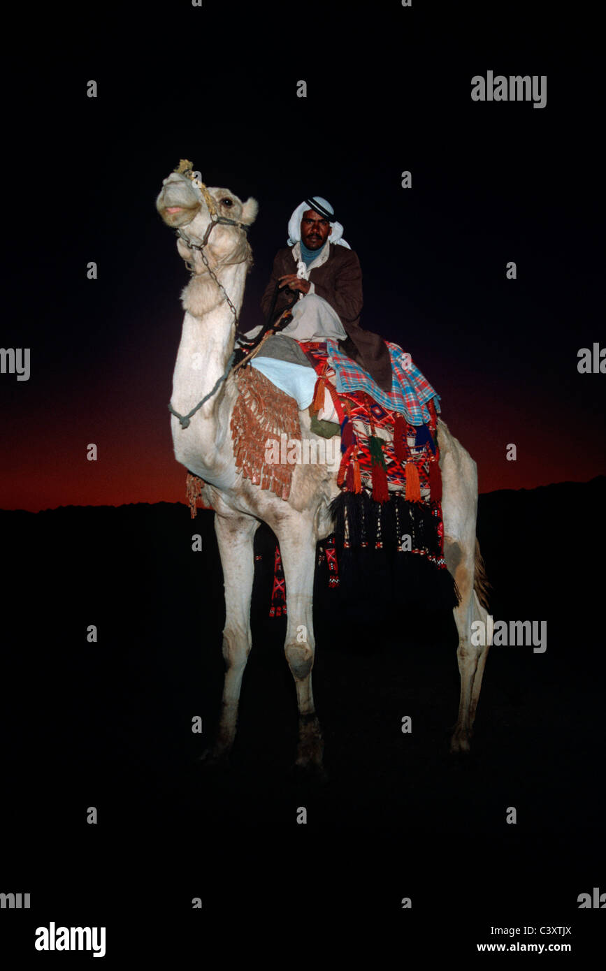 Bedouin man mounted on a Camel on his way to a traditional bedouin ...