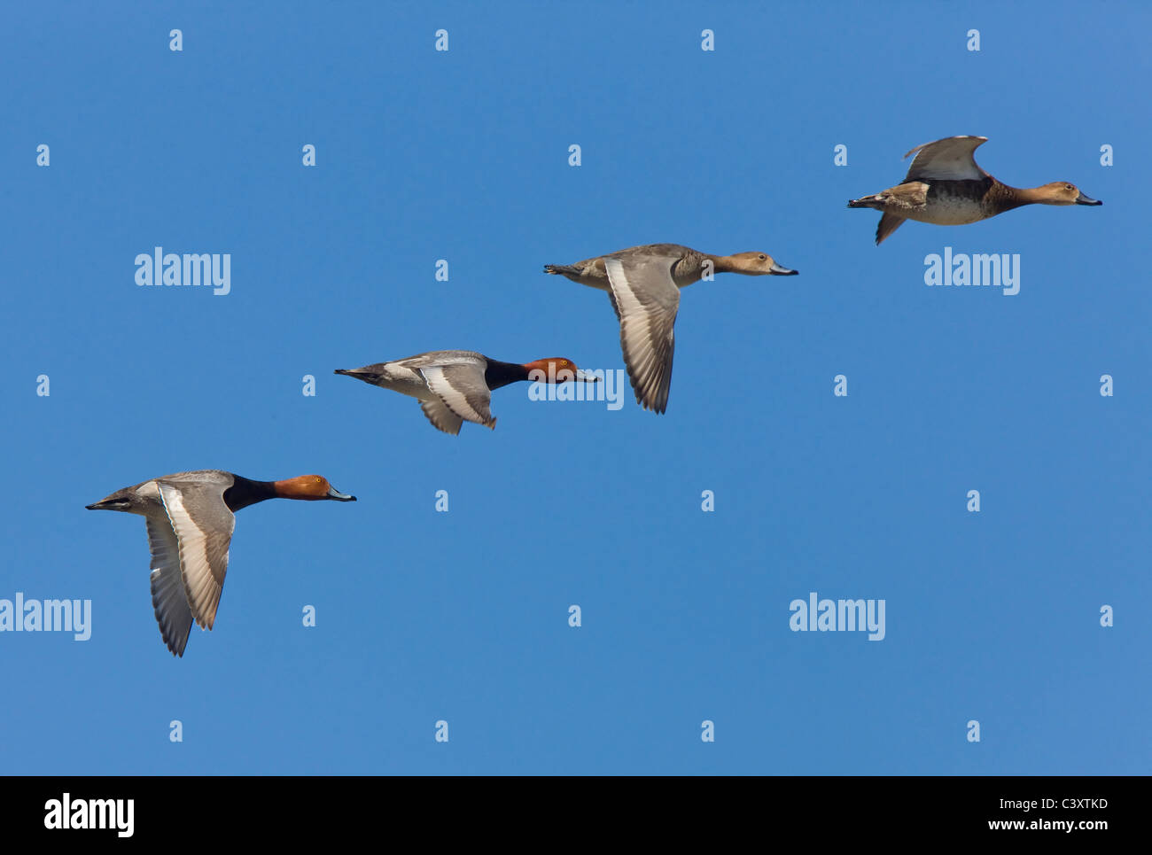 Ducks in Flight in Saskatchewan Canada blue sky Stock Photo - Alamy