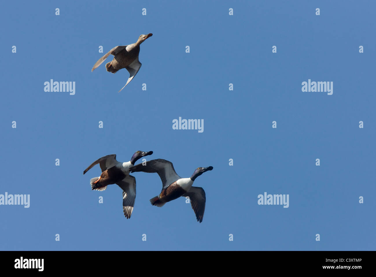 Ducks in Flight in Saskatchewan Canada blue sky Stock Photo - Alamy