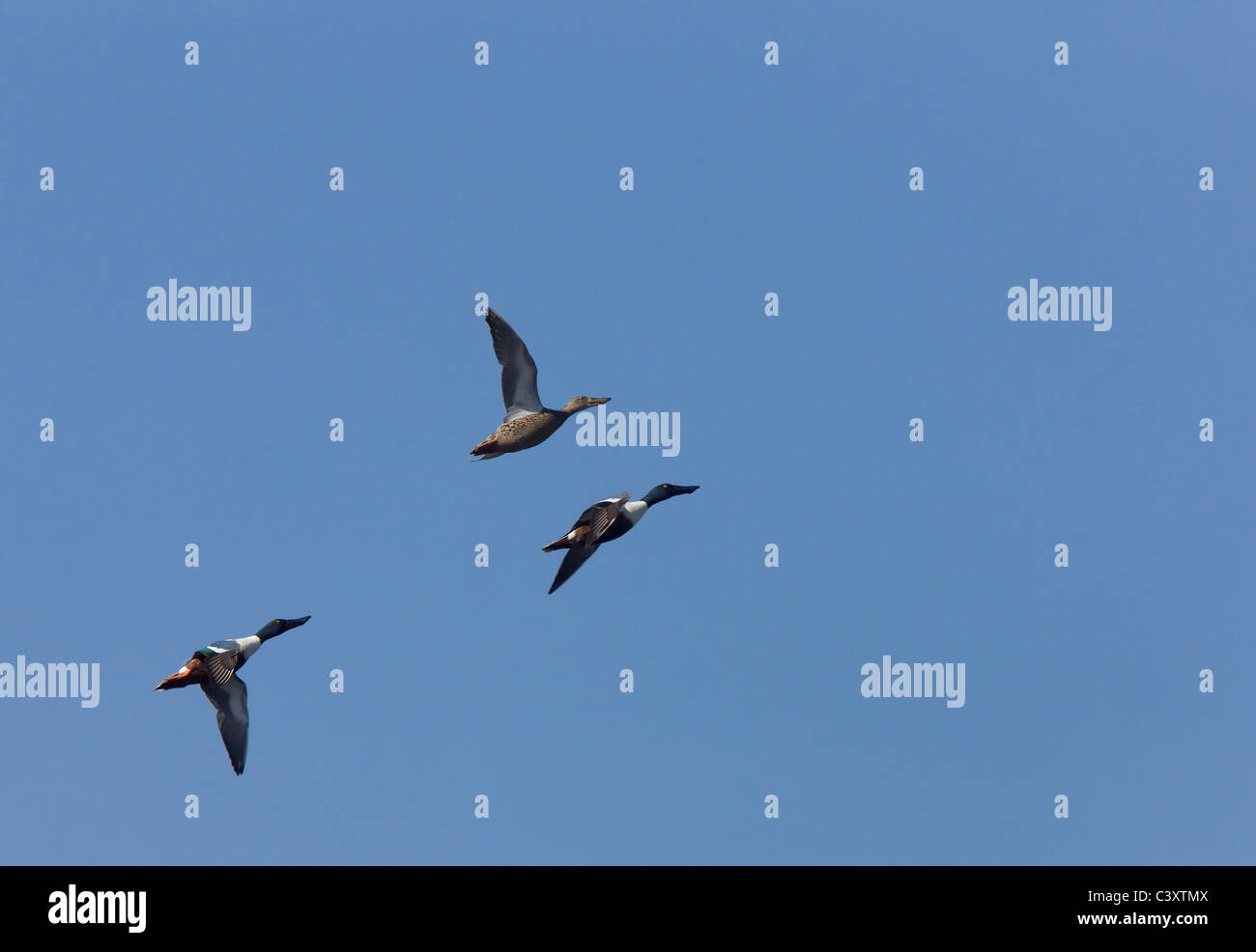 Ducks in Flight in Saskatchewan Canada blue sky Stock Photo - Alamy