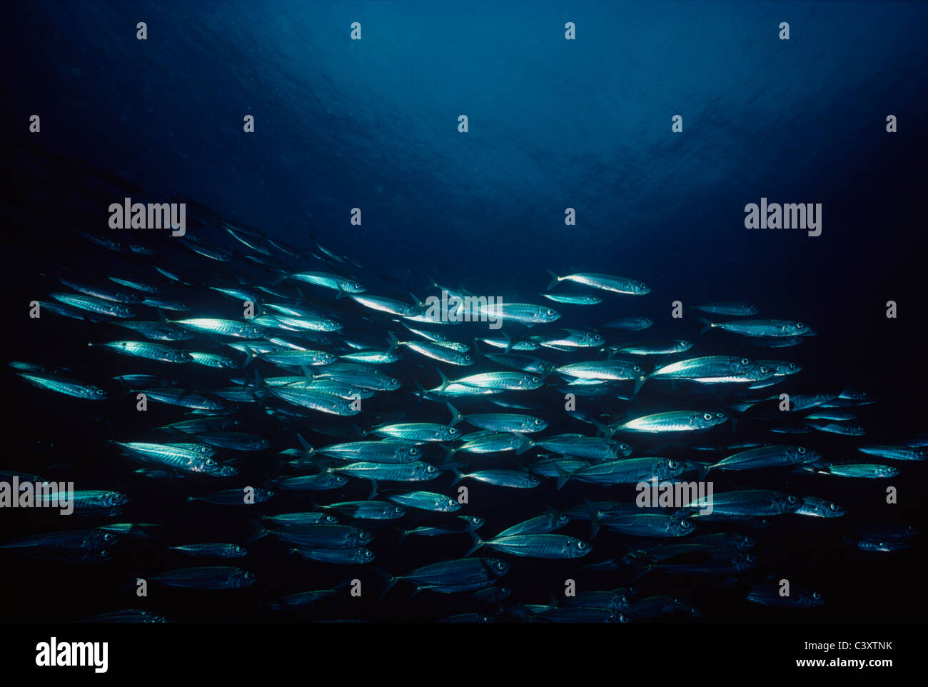 Topsmelt silverside (atherinops affinis) schooling at edge of kelp ...
