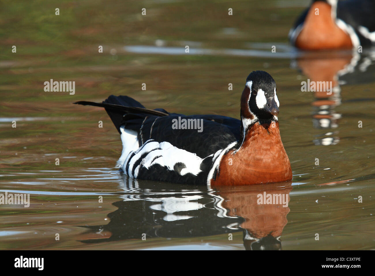 Red-breasted Goose (Branta ruficollis Stock Photo - Alamy