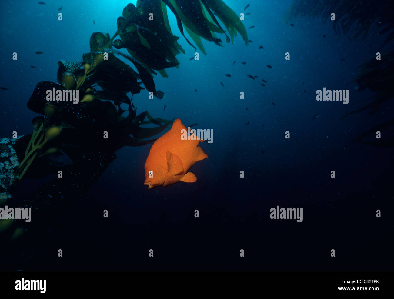 Garibaldi (Hypsypops rubicundus), the State Fish of California ...