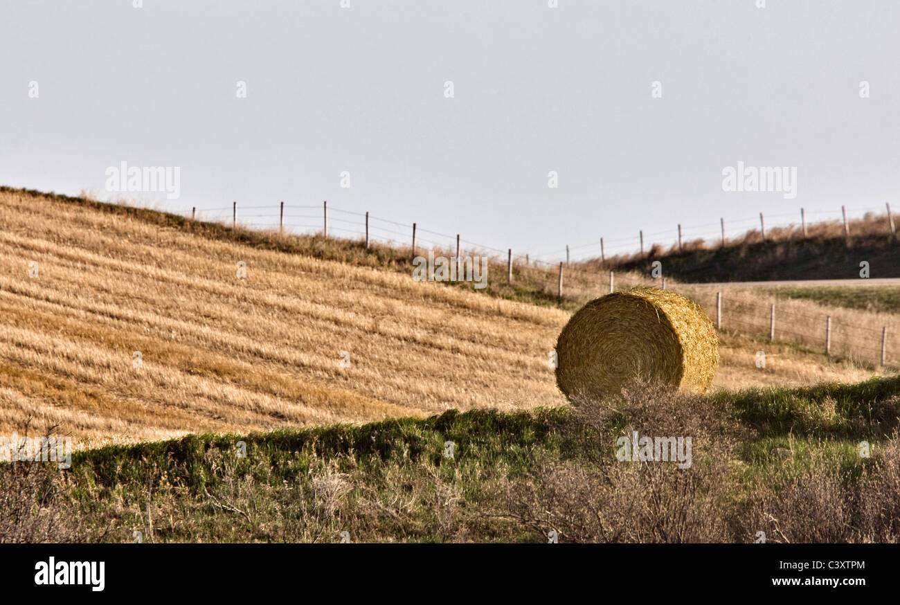 Swathed wheat hi-res stock photography and images - Alamy
