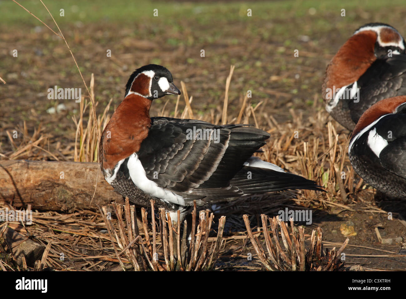 Red-breasted Goose (Branta ruficollis Stock Photo - Alamy
