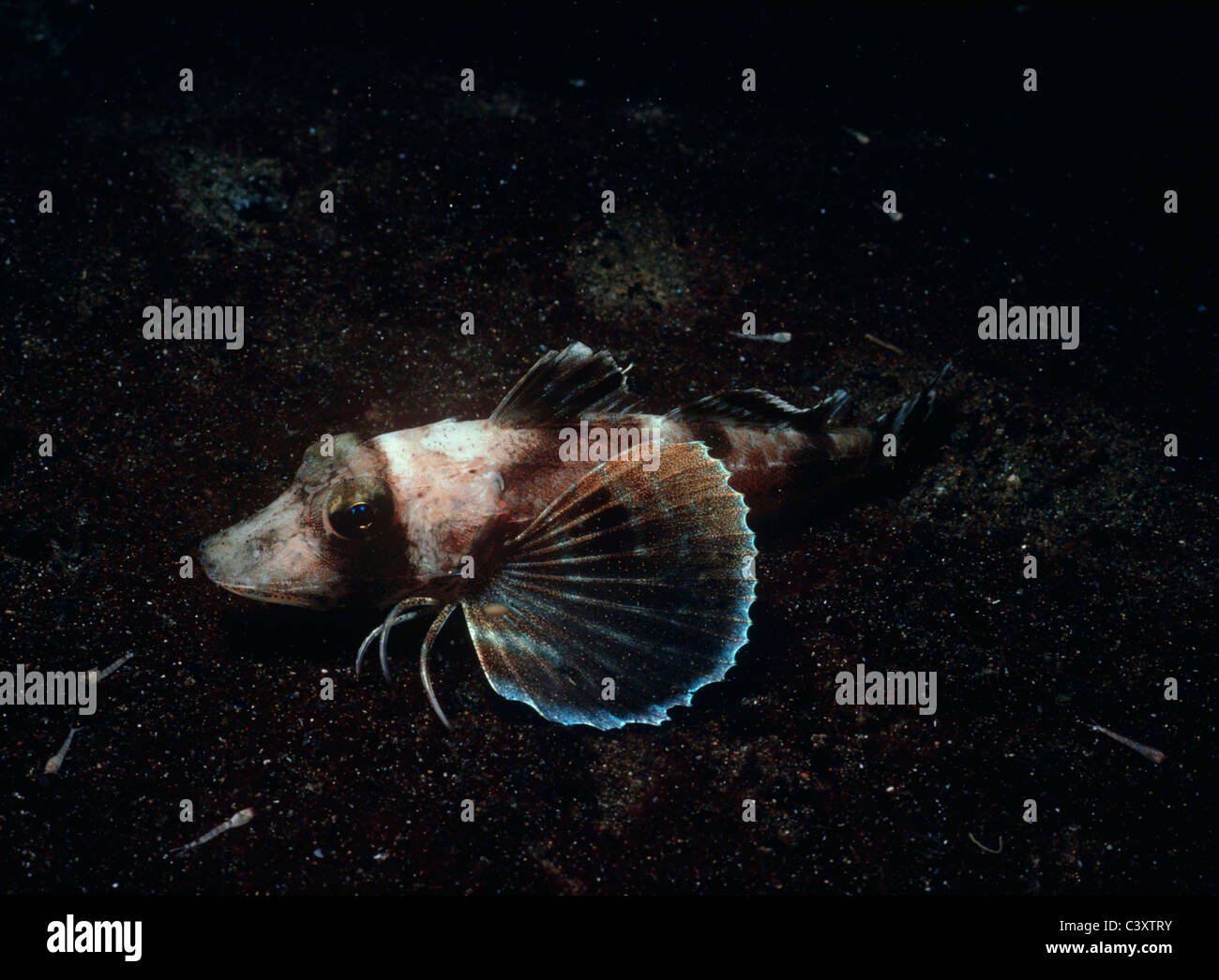 Galapagos Sea Robin (Prionotus miles). Galapagos Islands, South East ...