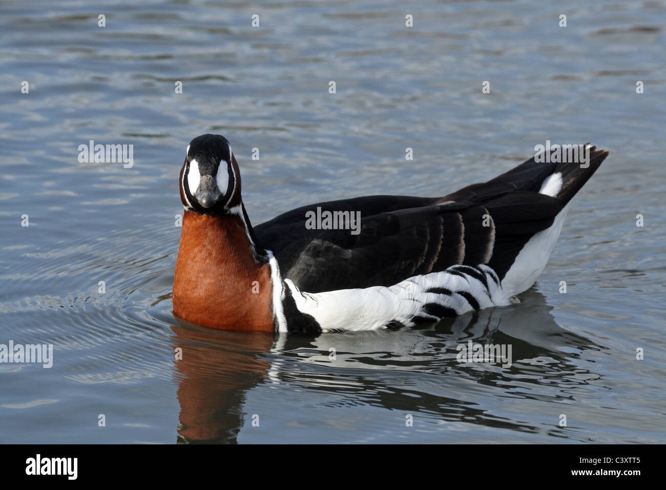Red-breasted Goose (Branta ruficollis Stock Photo - Alamy
