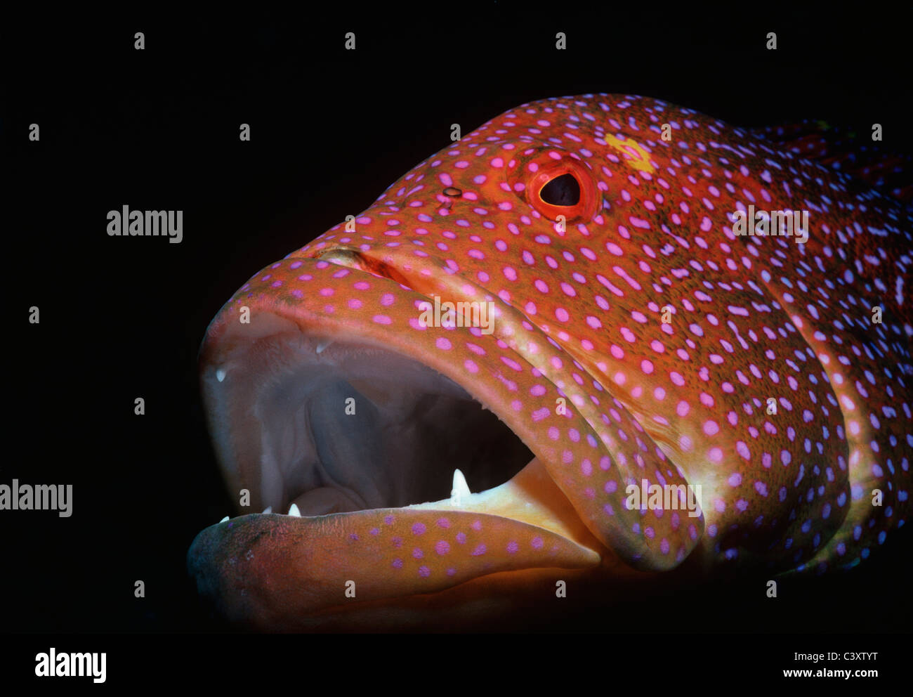 Grouper tail hi-res stock photography and images - Alamy
