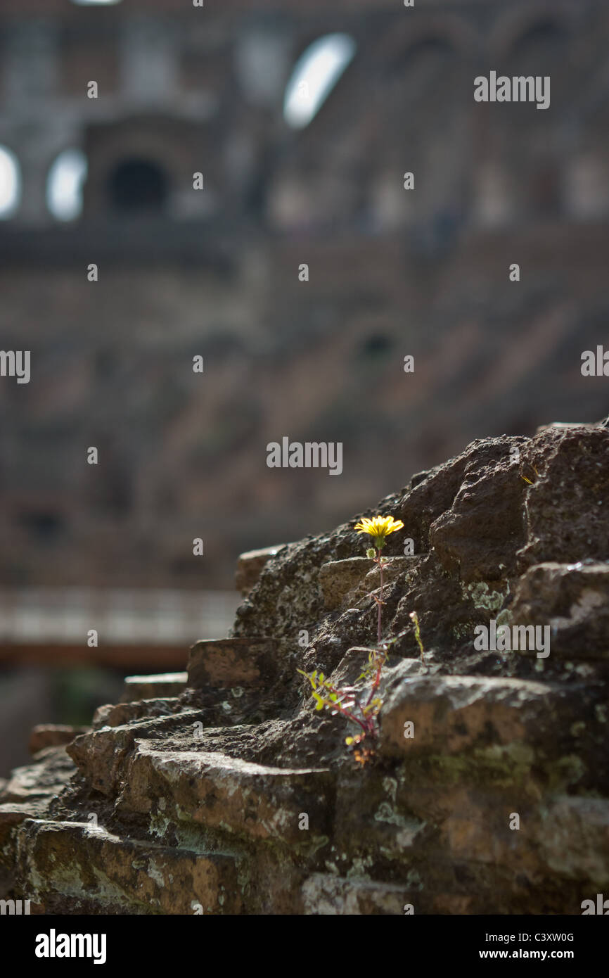 A flower growing in the old ruins of Colosseum in Rome, Italy Stock ...