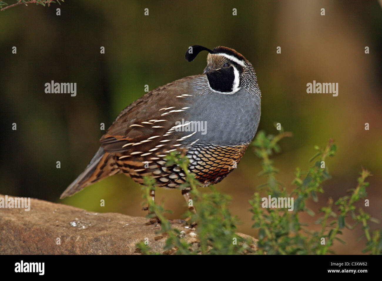 California Quail (Callipepla californica) - aka Valley Quail Stock ...
