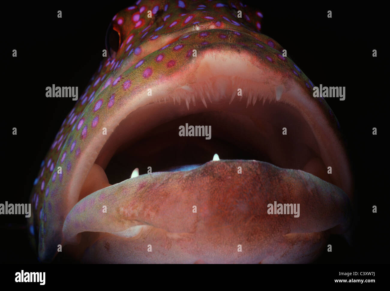 Grouper mouth hi-res stock photography and images - Alamy