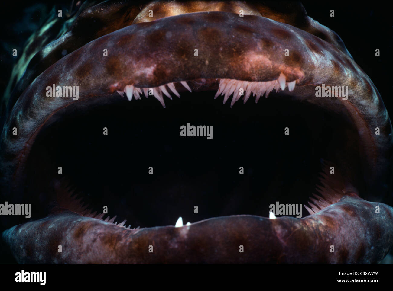 Groupers gropers hi-res stock photography and images - Alamy