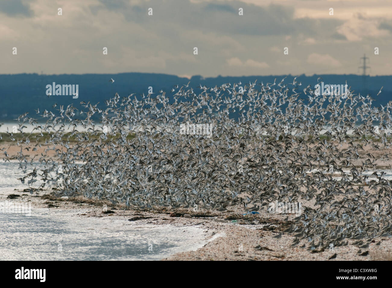 Dunlin kent winter hi-res stock photography and images - Alamy