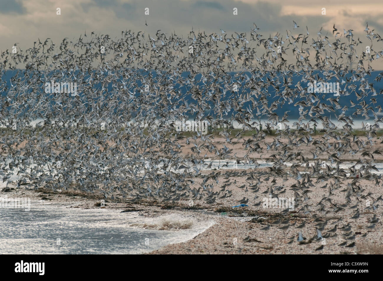 Dunlin kent winter hi-res stock photography and images - Alamy
