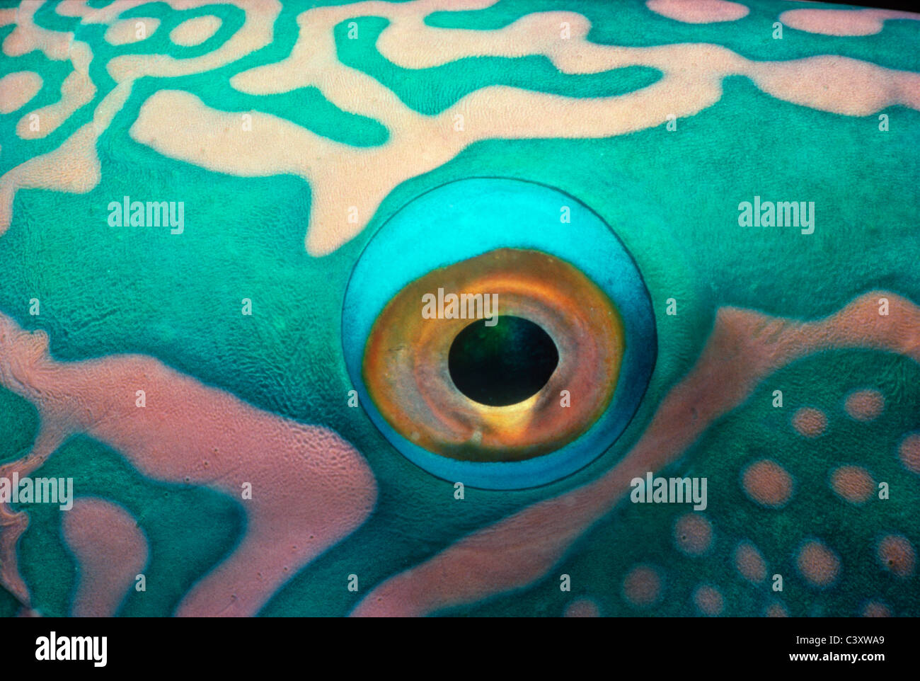 Cycloid scale hi-res stock photography and images - Alamy