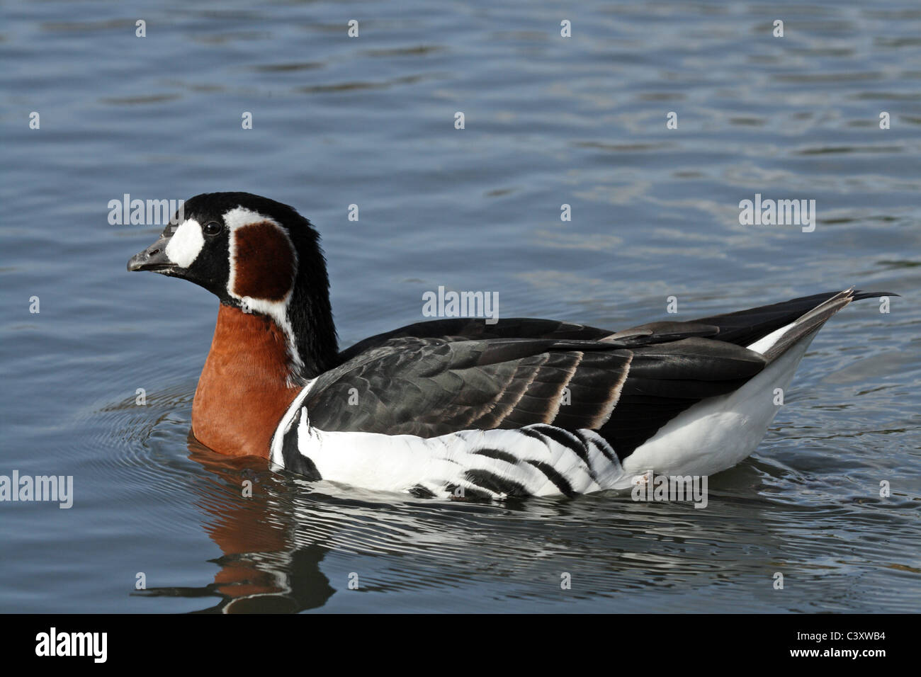Red-breasted Goose (Branta ruficollis Stock Photo - Alamy