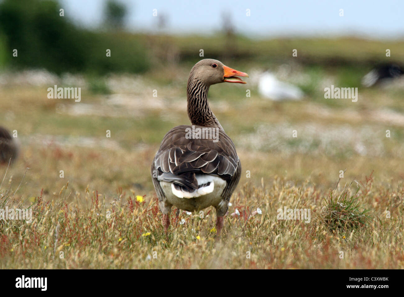 Greylag Goose (Anser anser) - on lookout Stock Photo - Alamy