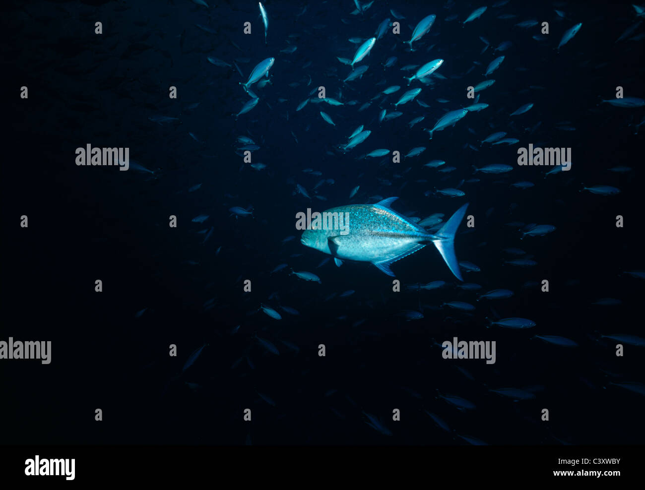 Bluefish swimming hi-res stock photography and images - Alamy