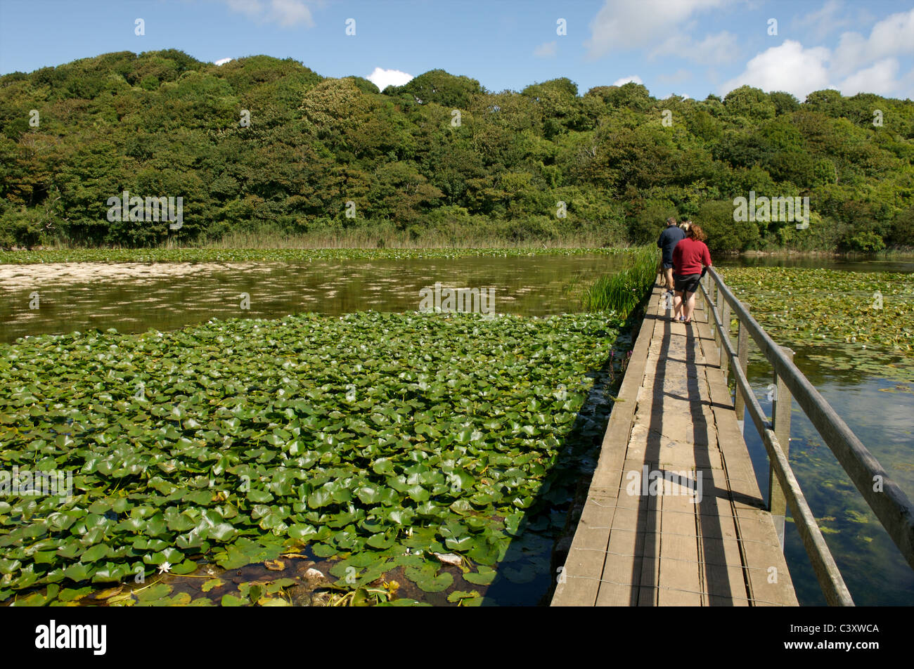 Bosherston Lily Ponds, Pembrokeshire, Wales Stock Photo - Alamy