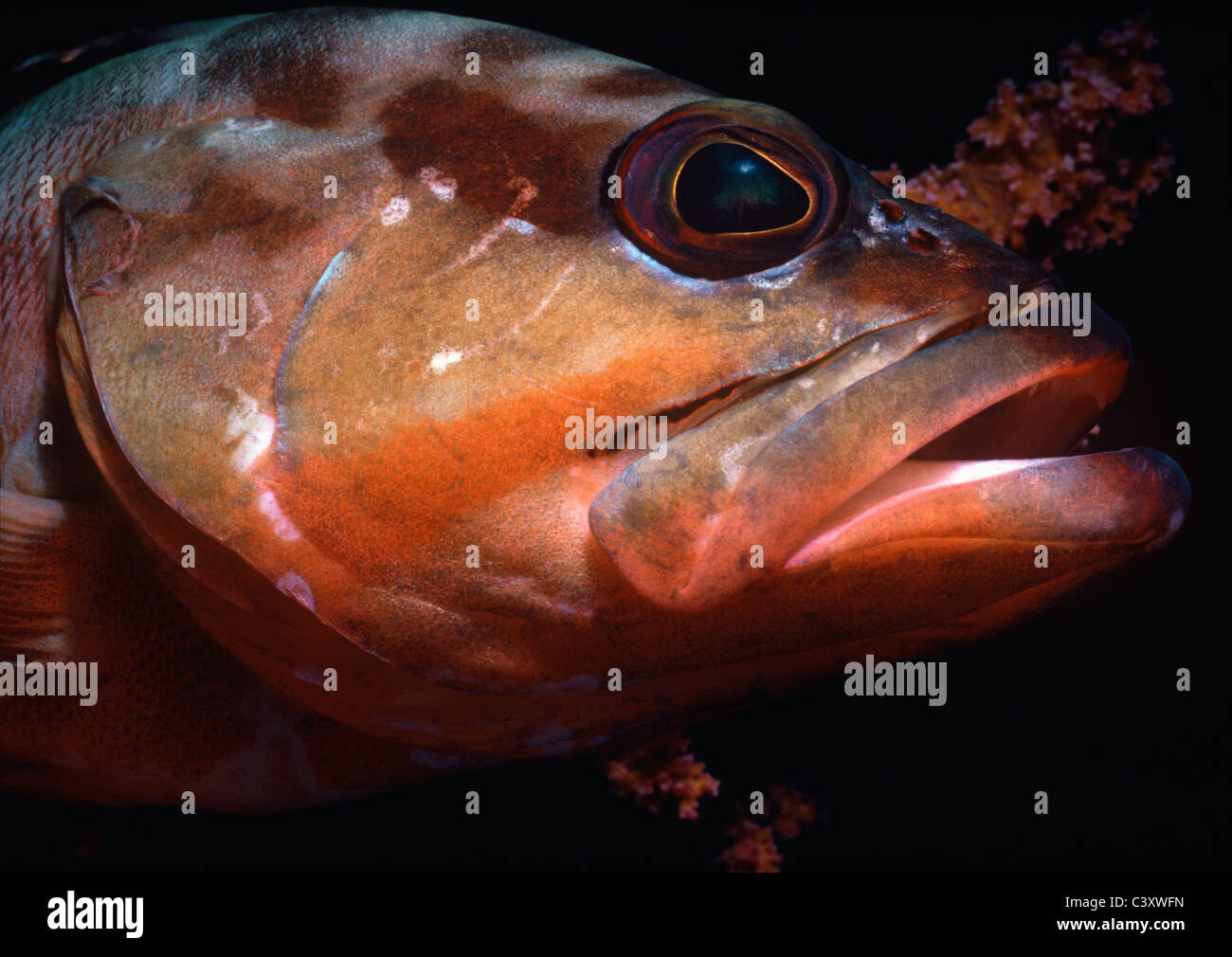 Lunartail Grouper (Variola louti). Egypt - Red Sea Stock Photo - Alamy