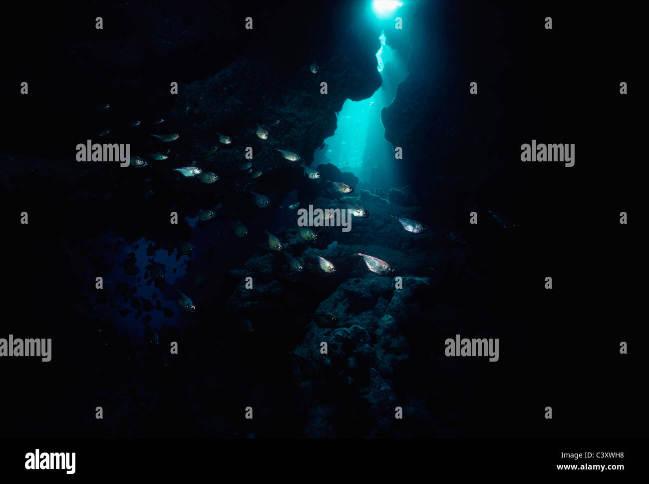 Bronze Bullseye (Pempheris analis) schooling at cave entrance. Egypt ...