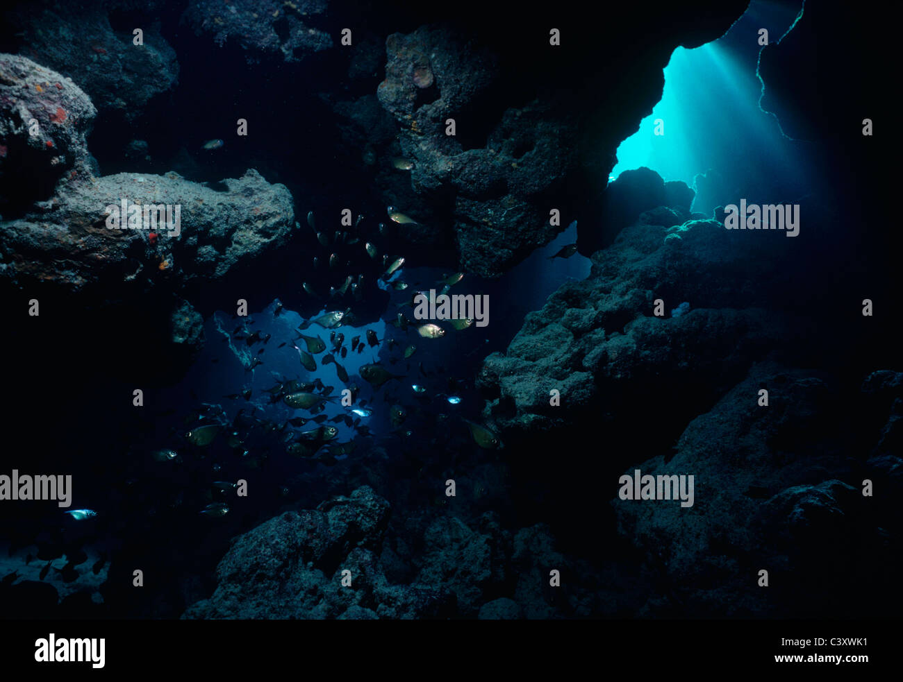 Bronze Bullseye (Pempheris analis) schooling at cave entrance. Egypt ...