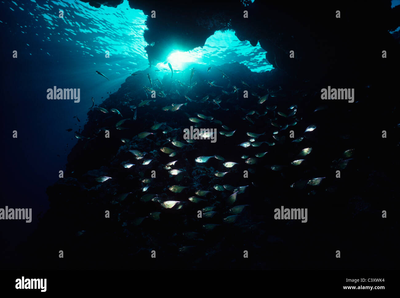 Bronze Bullseye (Pempheris analis) schooling at cave entrance. Egypt ...