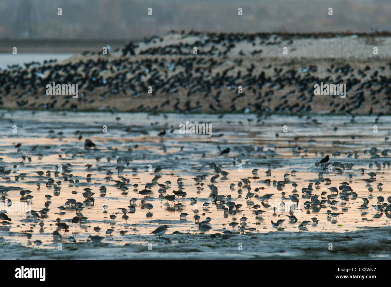 British waders hi-res stock photography and images - Alamy