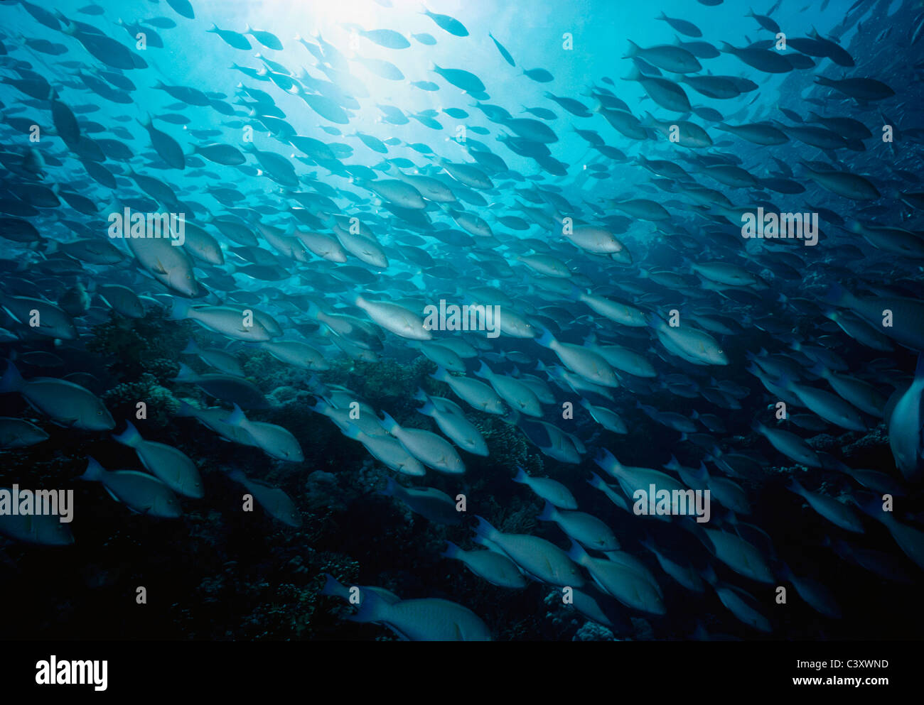 Parrotfish (scaridae) Schooling. Egypt, Red Sea Stock Photo - Alamy
