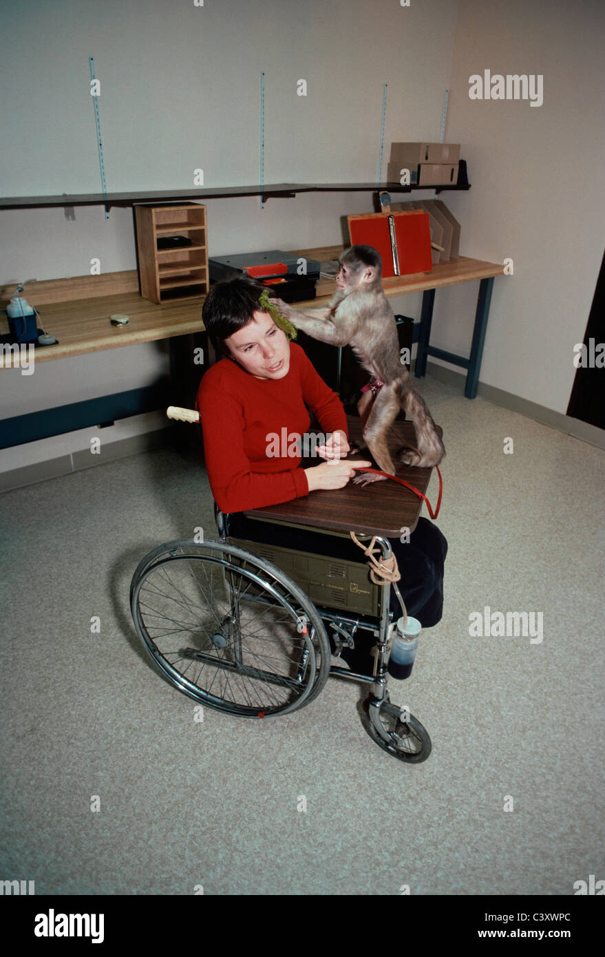 Helper monkey hi-res stock photography and images - Alamy