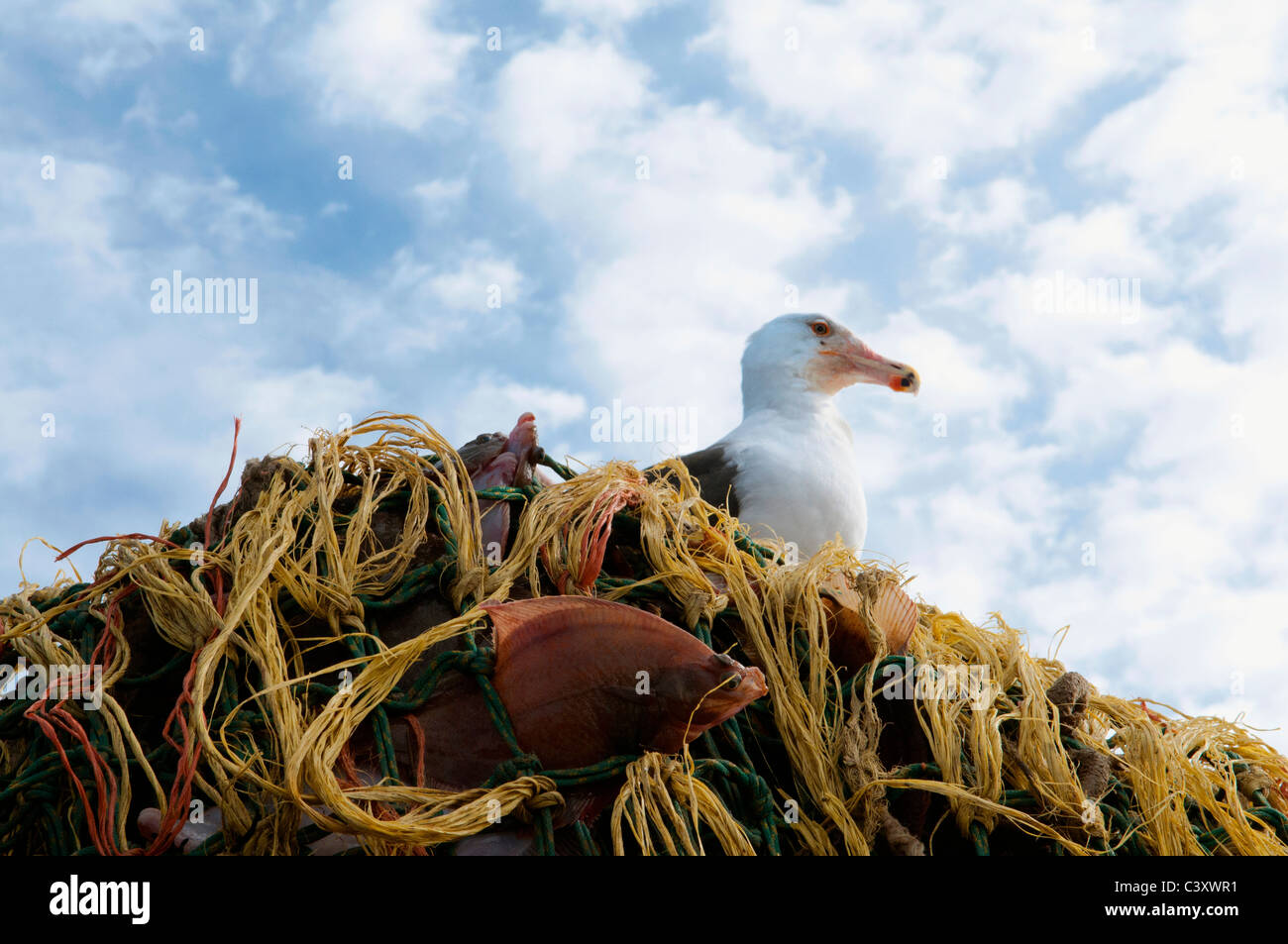 Seagull feeds on fish trapped in dragger net. Stellwagon Bank, New ...