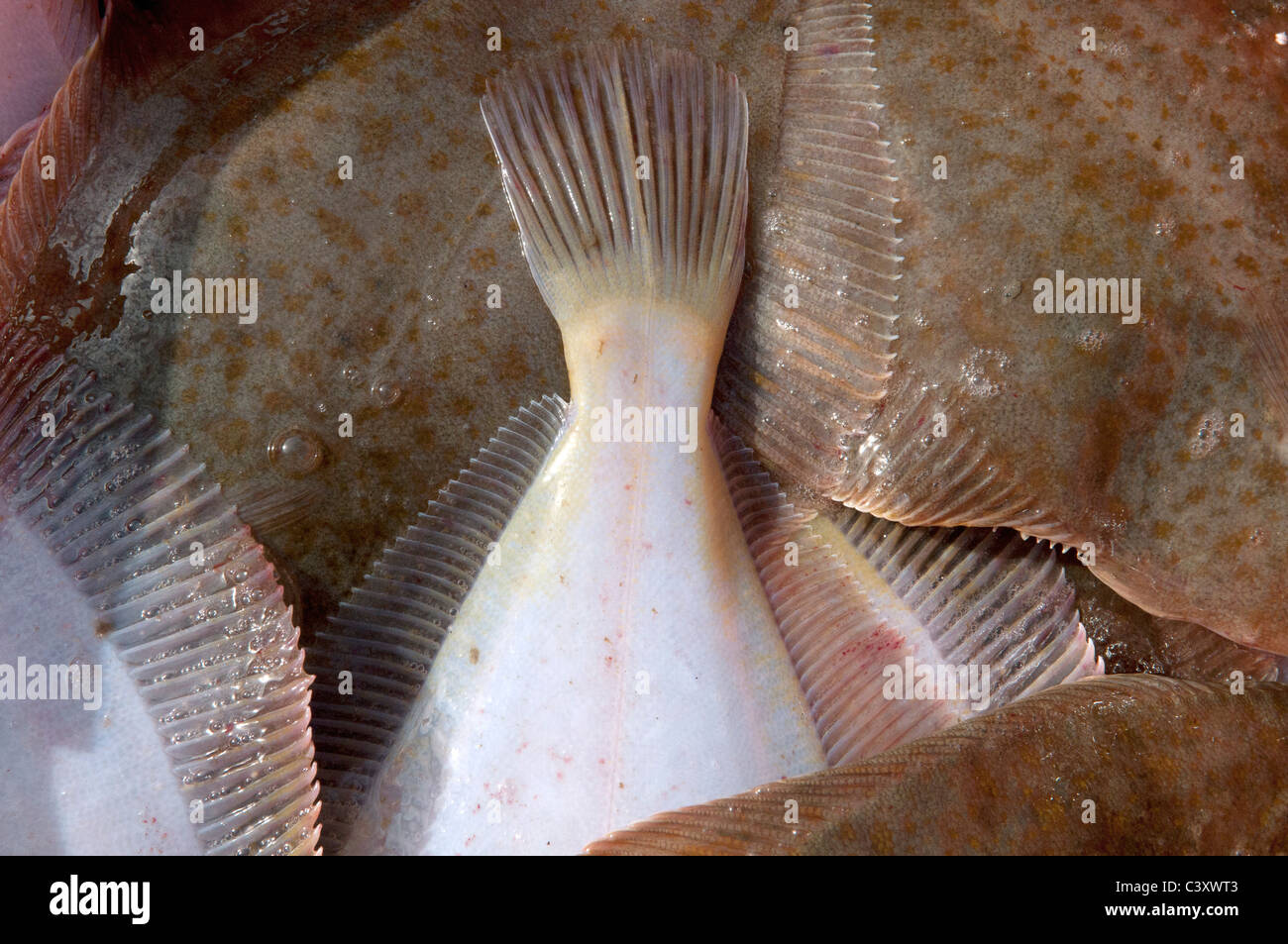 Flounder fish hi-res stock photography and images - Alamy