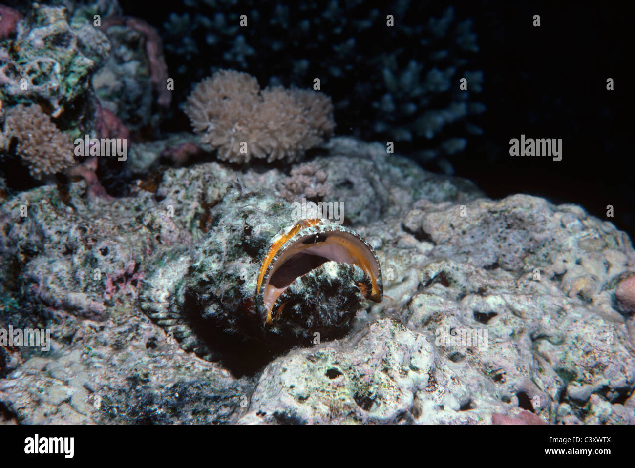 Stonefish camouflage hi-res stock photography and images - Alamy