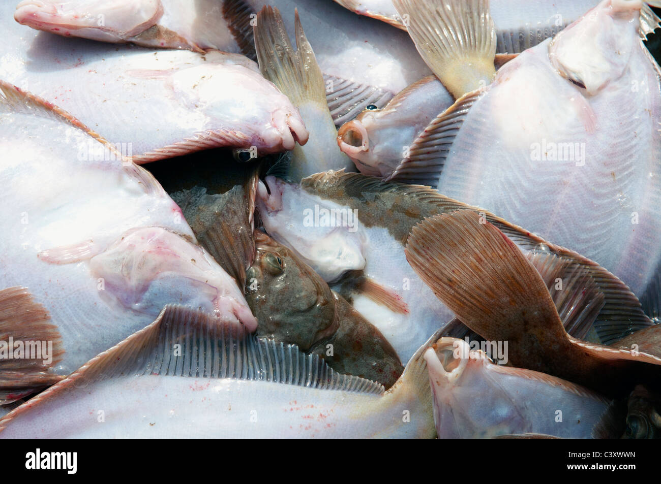 Demersal species hi-res stock photography and images - Alamy