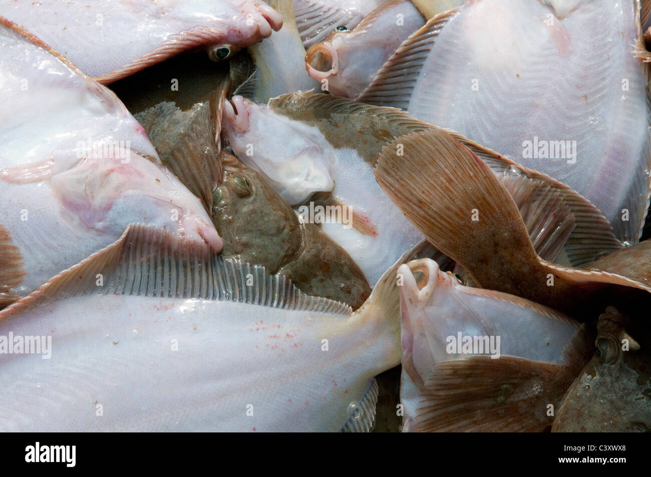 Flounder fish hi-res stock photography and images - Alamy