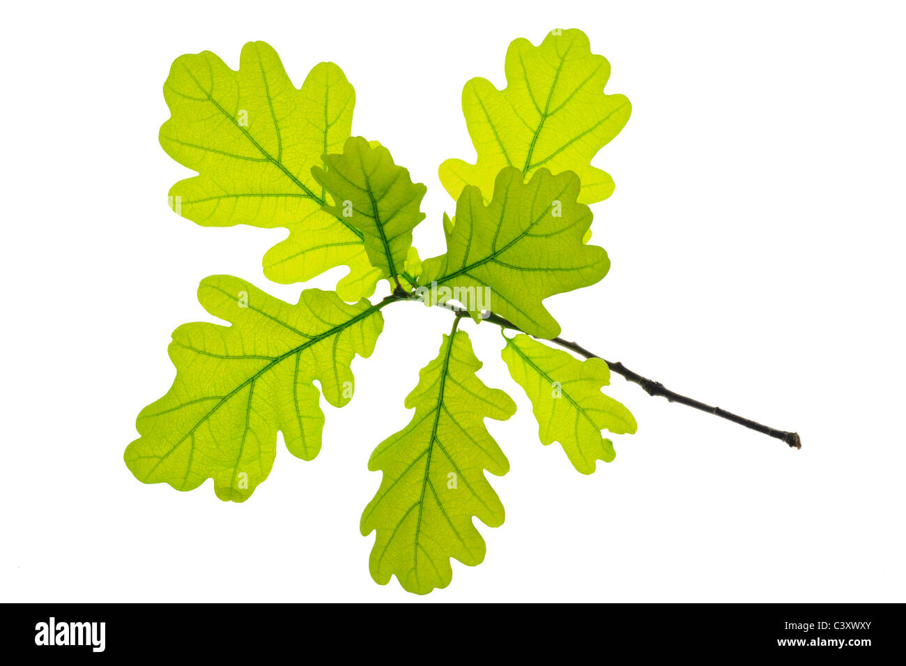 White oak leaf hi-res stock photography and images - Alamy