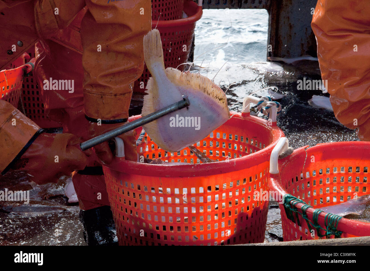 Sorting caught fish hi-res stock photography and images - Alamy