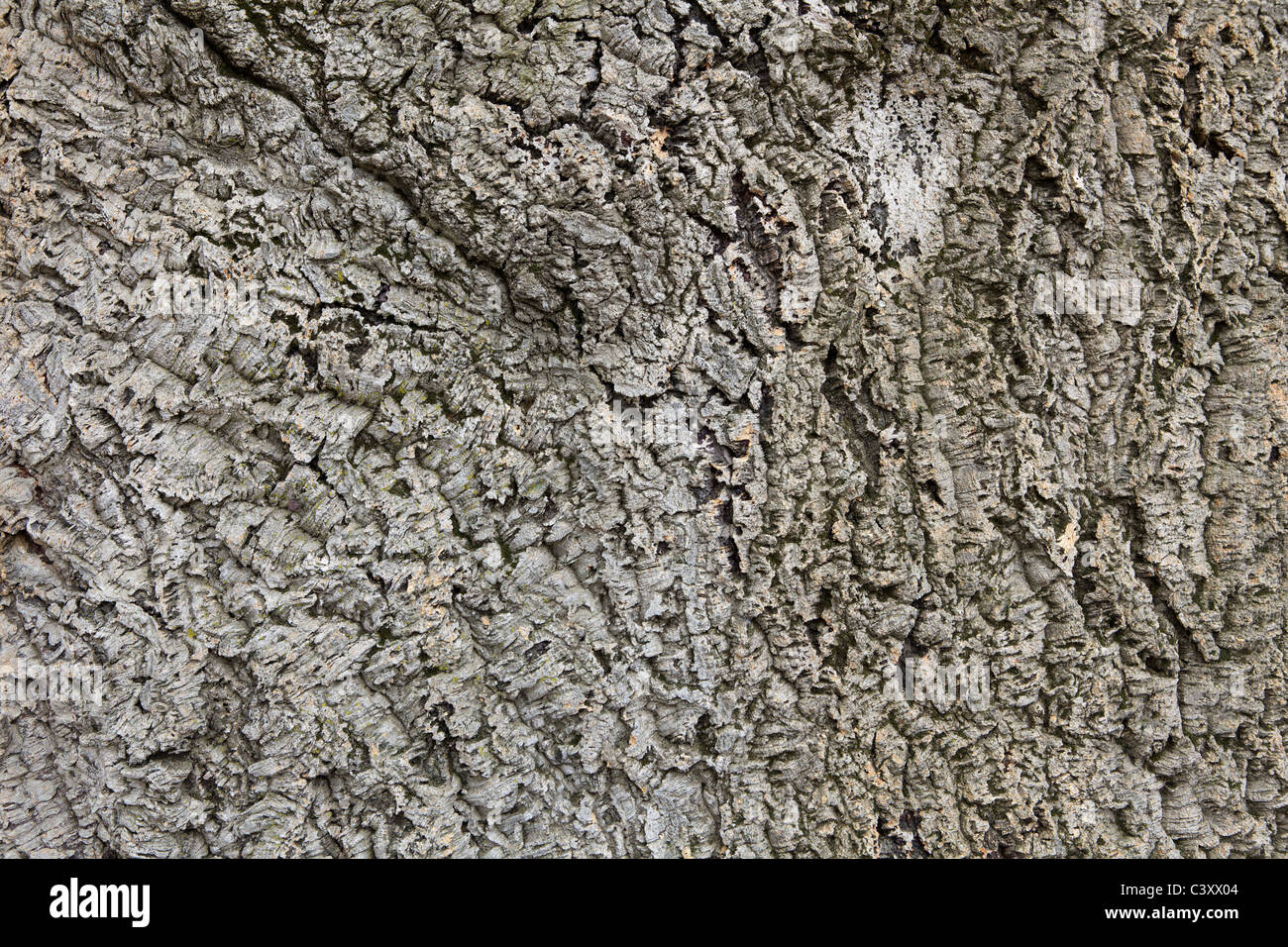 Close up of the bark of a cork tree Stock Photo - Alamy