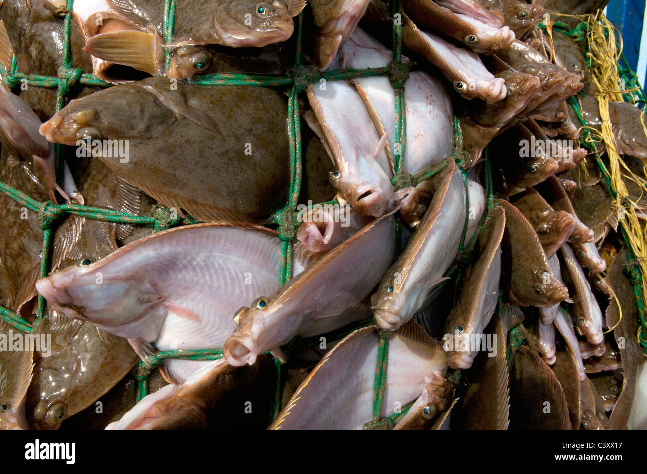 Demersal species hi-res stock photography and images - Alamy