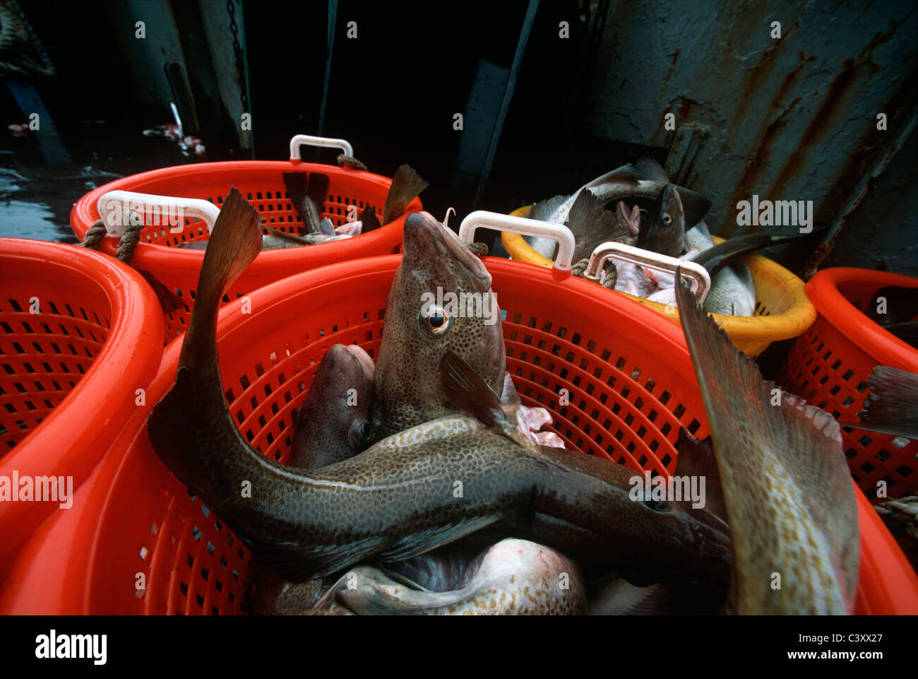 Sorting codfish (Gadus Morhua) on deck of fishing dragger. Stellwagon ...