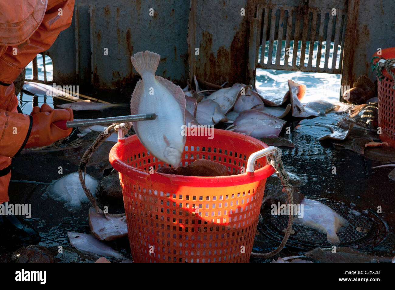 Fishermen sorting fishes hi-res stock photography and images - Alamy