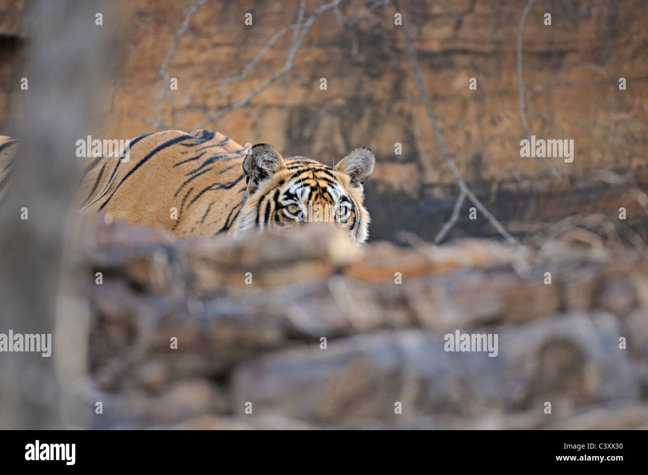 Radio collared tigress in front of a rock face Ranthambhore national ...