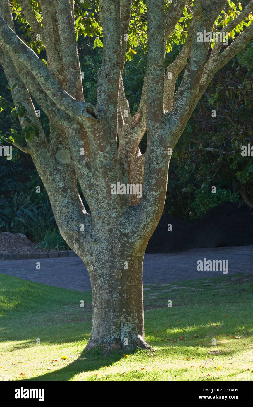 Cape chestnut calodendrum capense hi-res stock photography and images ...