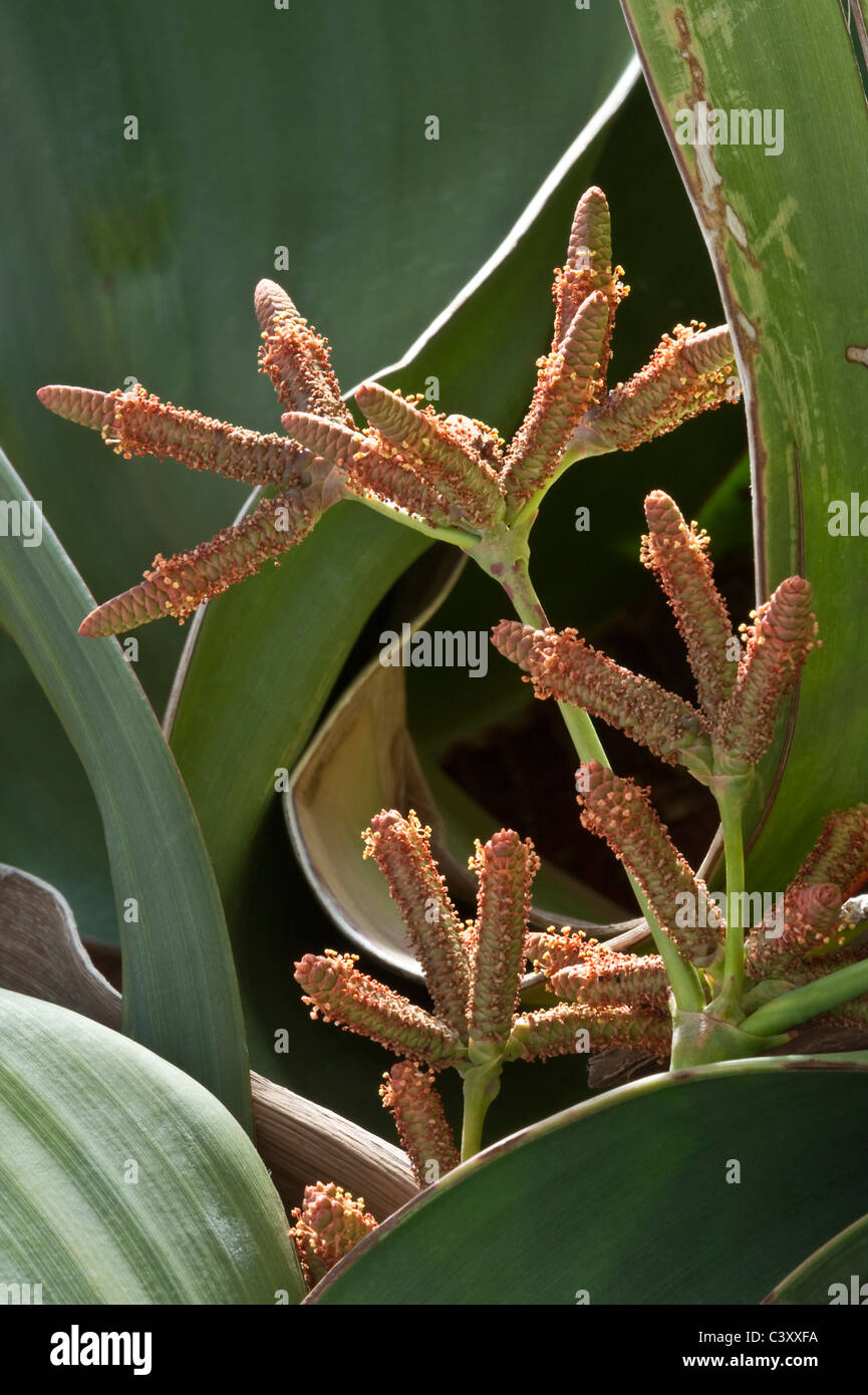 Welwitschia mirabilis male cones in flower Kirstenbosch National ...