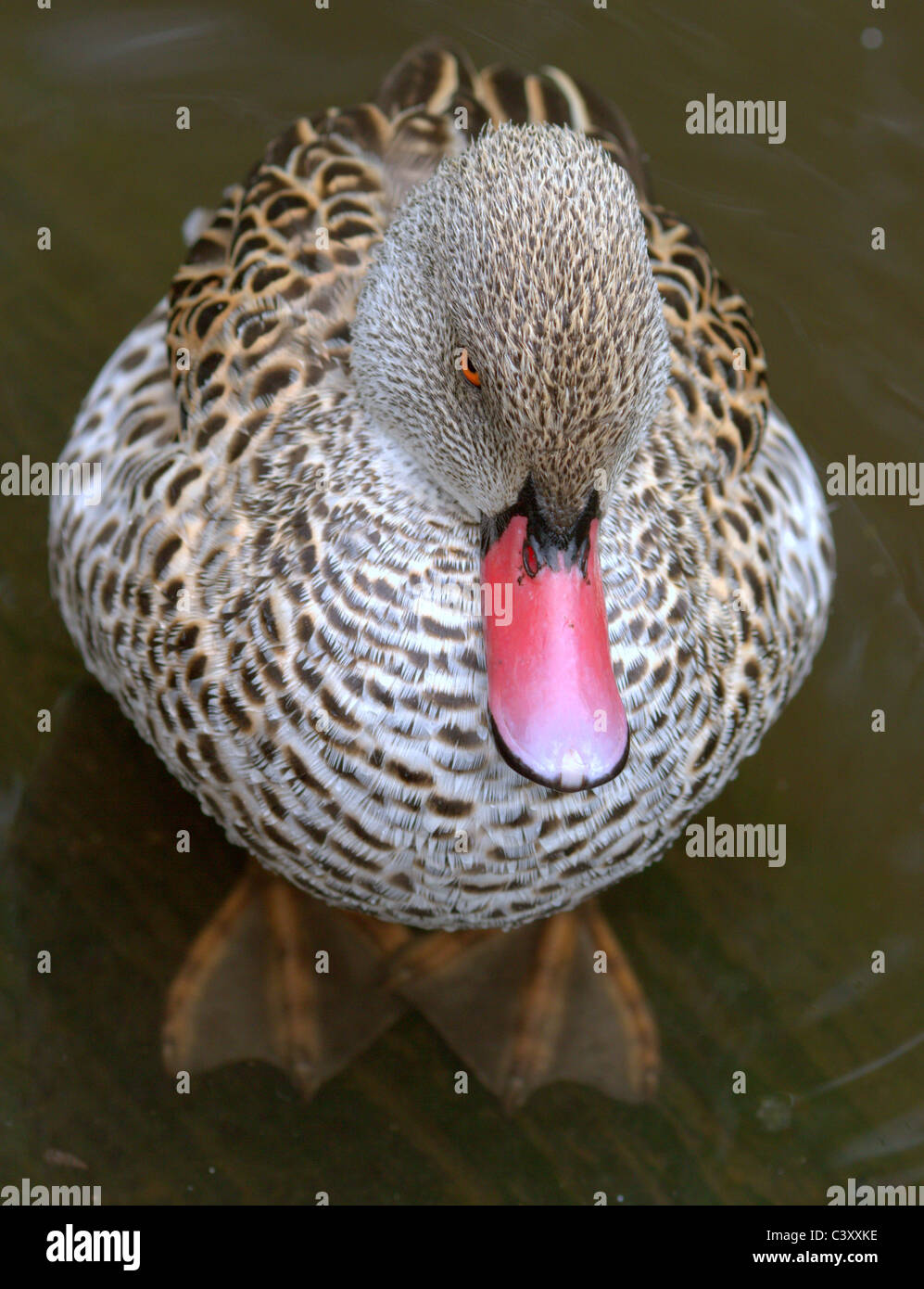 Cape Teal Duck eyes up a free feed from a human Stock Photo - Alamy