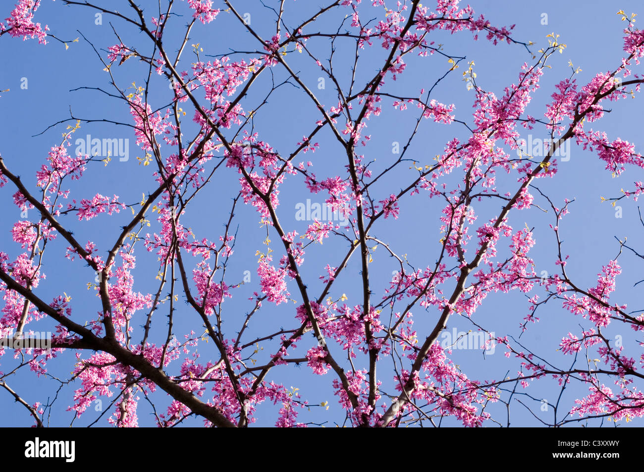 Eastern red bud tree hi-res stock photography and images - Alamy